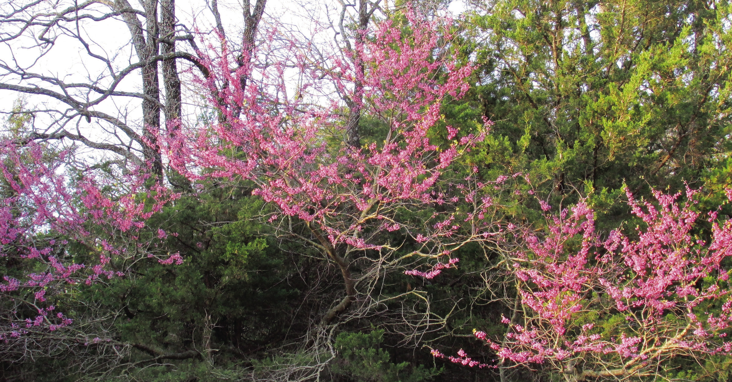 Spring is in the air... | Cushing Citizen